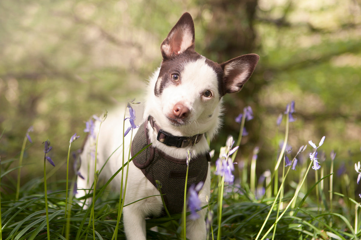 Hope Rescue Online Shop